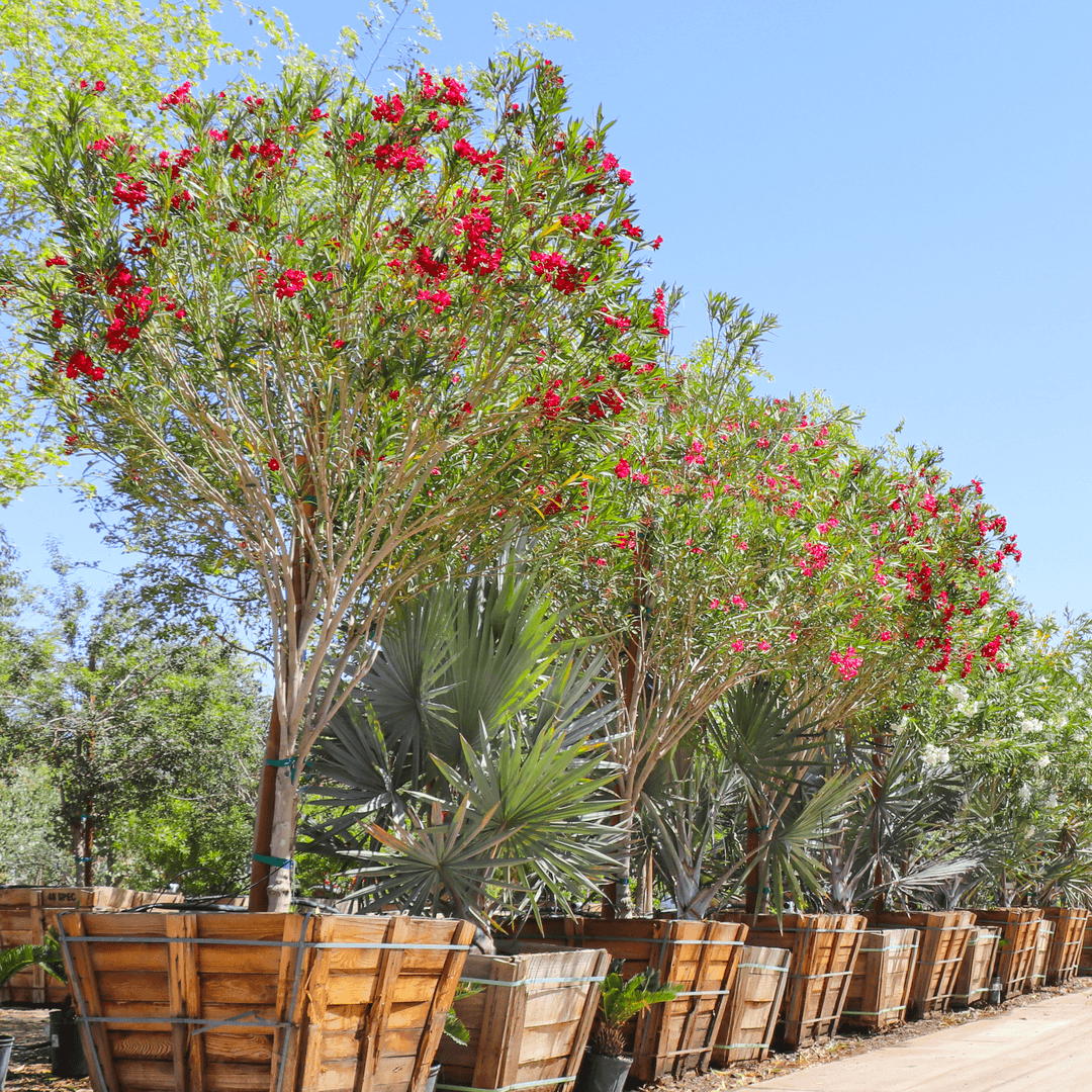 Oleander | Flowering Trees | Moon Valley Nurseries