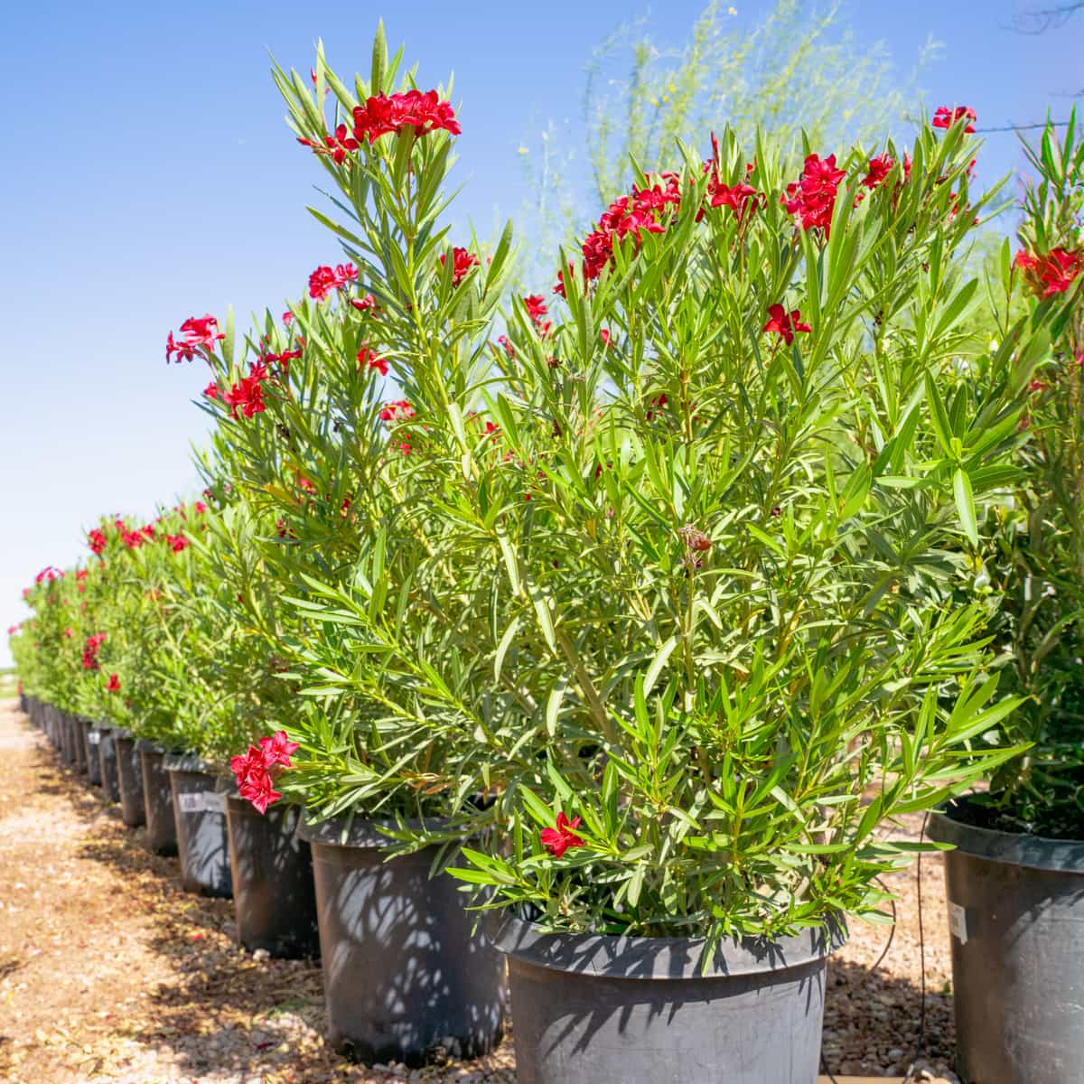Dwarf Oleander Red | Shrubs | Moon Valley Nurseries