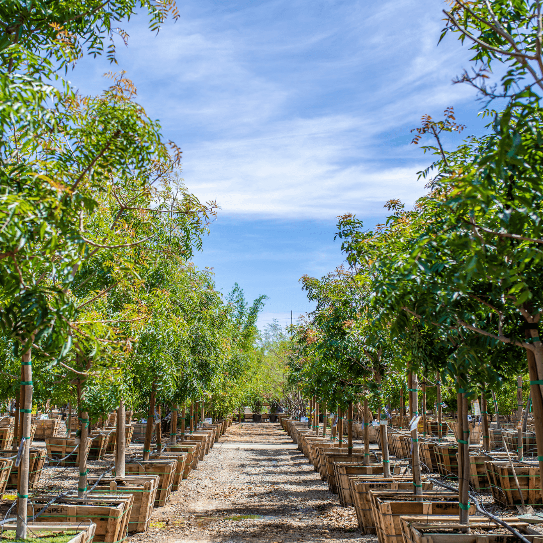 Red Push Pistache | Fast Growers | Moon Valley Nurseries