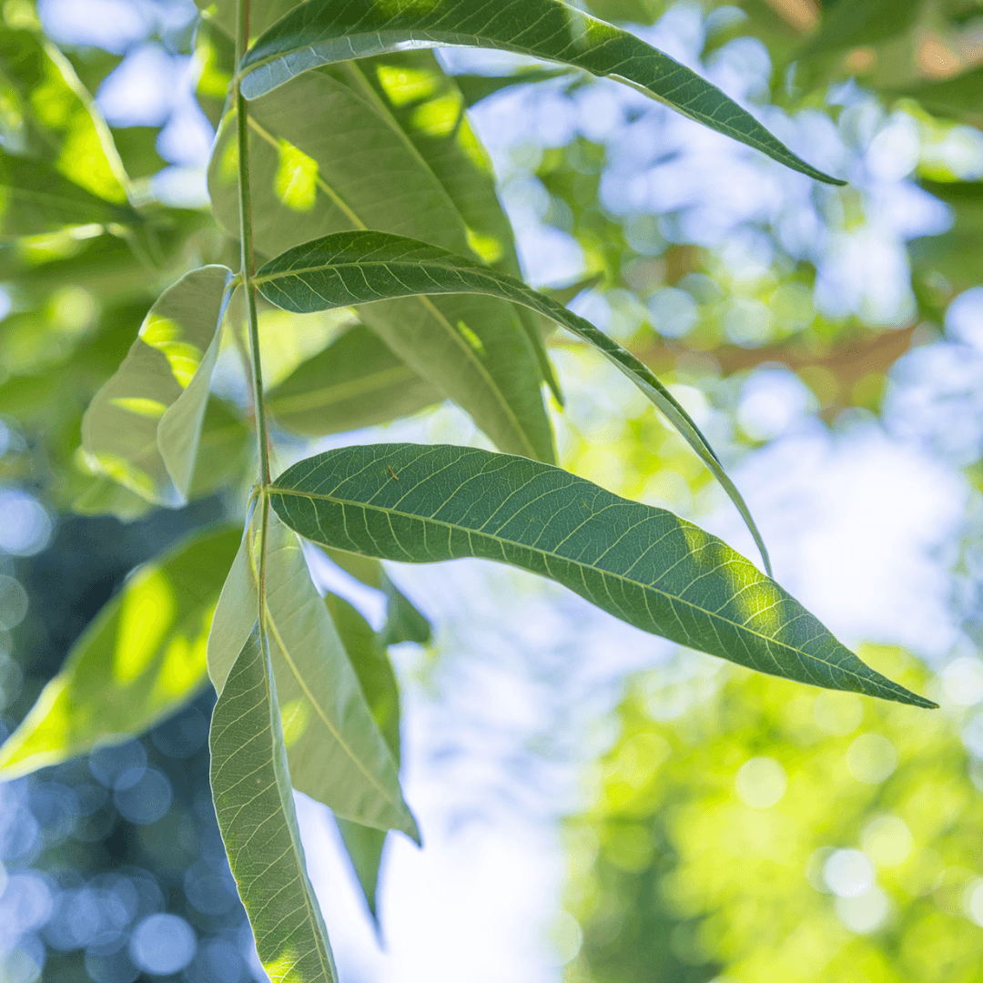 Red Push Pistache | Fast Growers | Moon Valley Nurseries