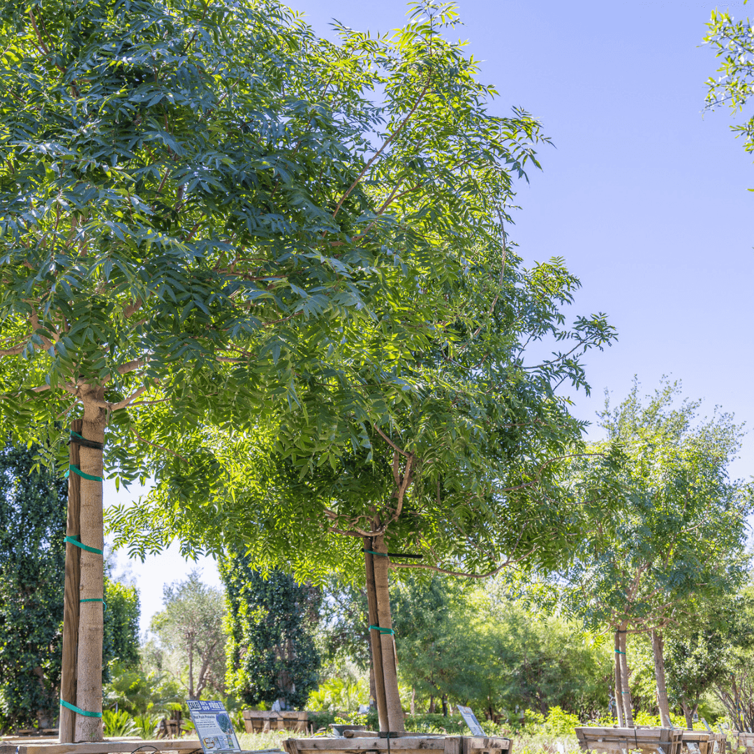 Red Push Pistache | Fast Growers | Moon Valley Nurseries