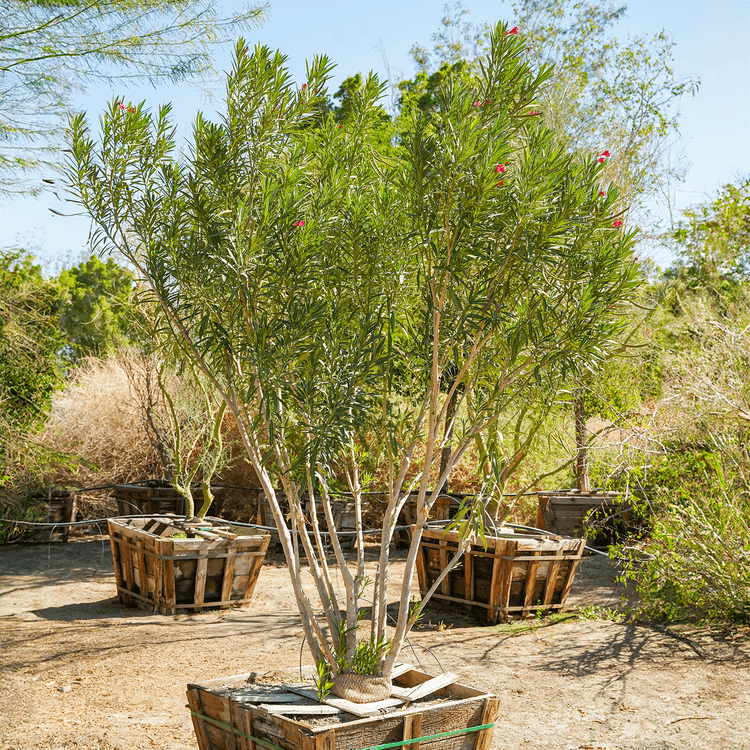 Oleander | Hedges | Moon Valley Nurseries