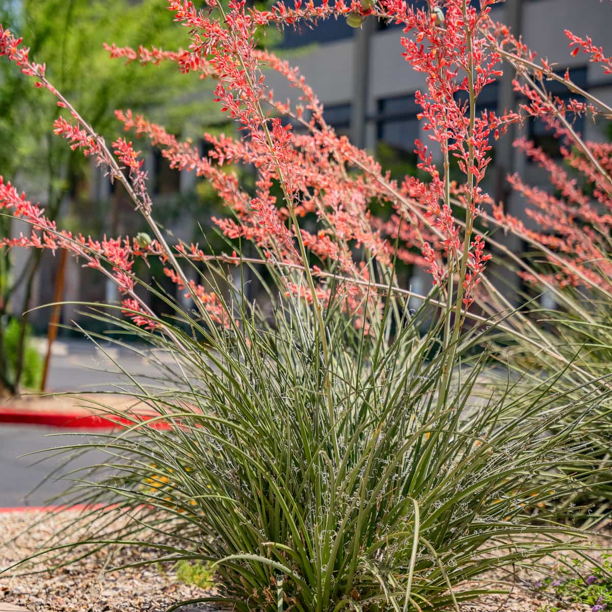 Red Yucca | Shrubs | Moon Valley Nurseries