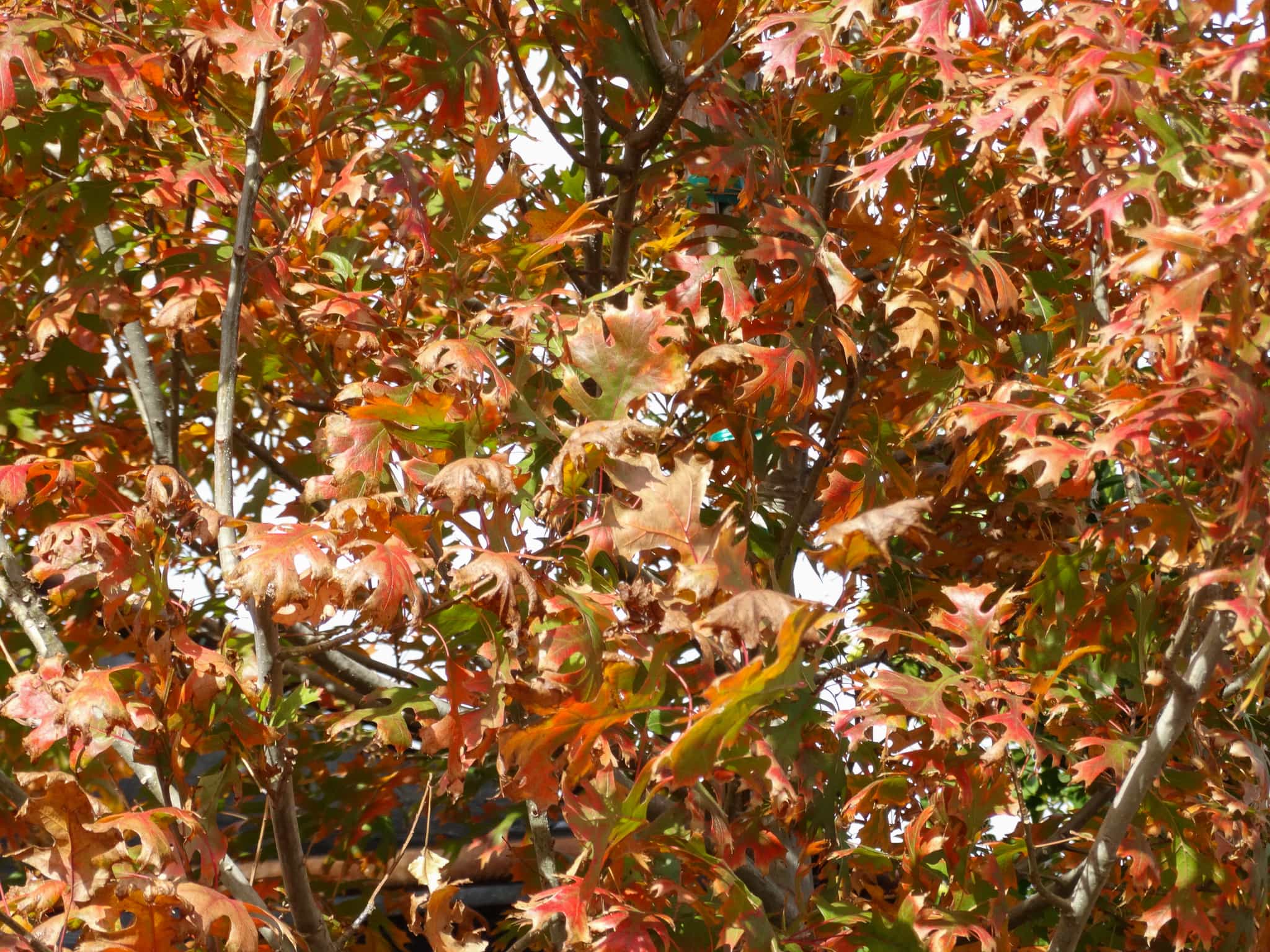 Shumard Oak | Oak Trees | Moon Valley Nursery