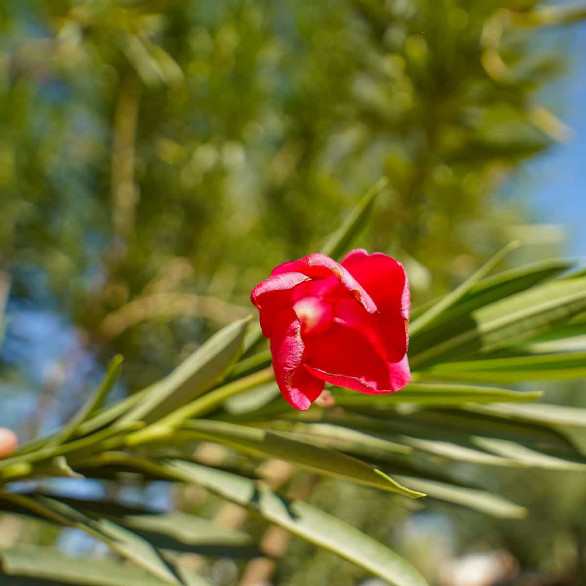 Oleander | Flowering Trees | Moon Valley Nurseries