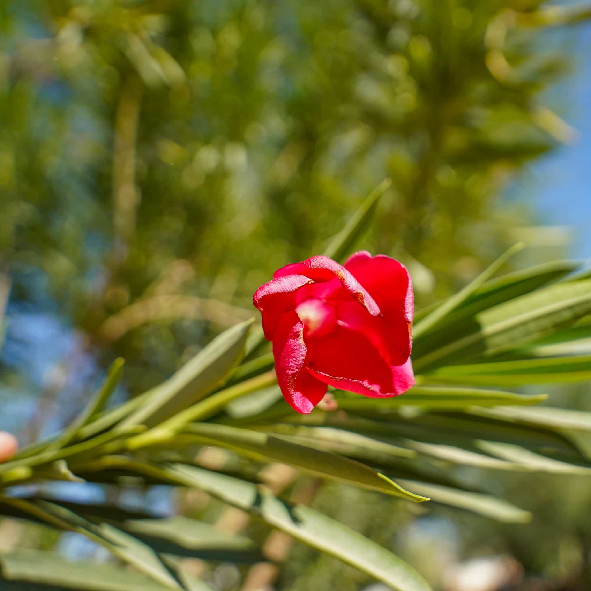 Oleander | Flowering Trees | Moon Valley Nurseries
