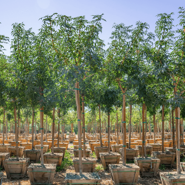 Red Push Pistache | Fast Growers | Moon Valley Nurseries