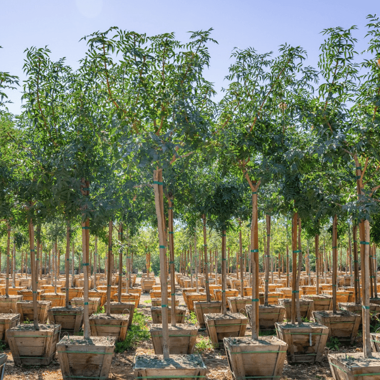 Red Push Pistache | Fast Growers | Moon Valley Nurseries