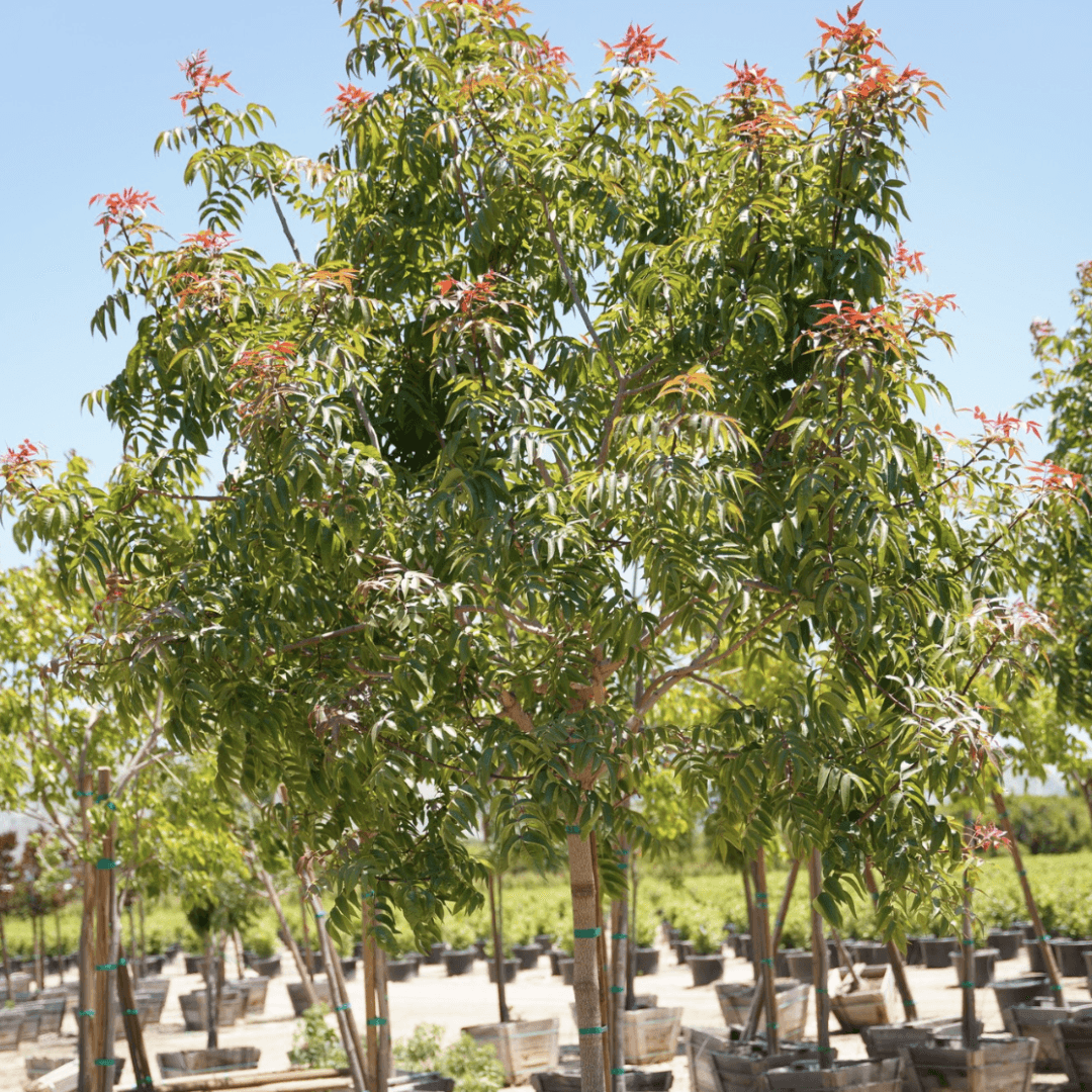 Tipu Tree | Flowering Trees | Moon Valley Nurseries