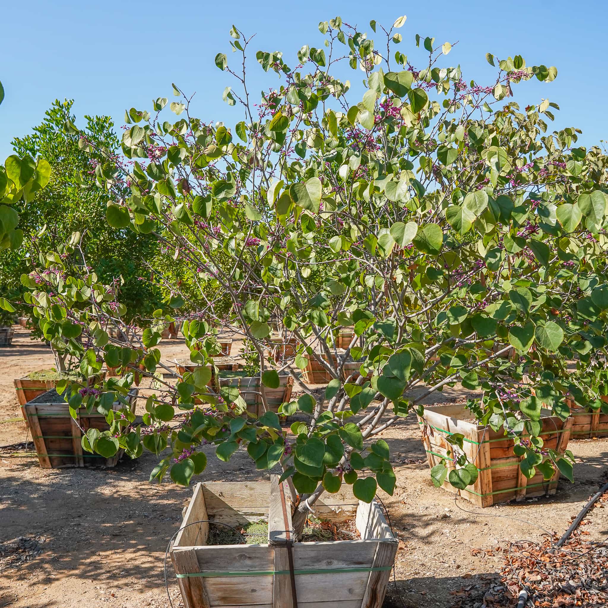 Forest Pansy Redbud Tree | Flowering Trees | Moon Valley Nurseries