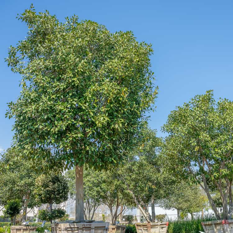 Ficus Rubiginosa | Evergreen Tree | Moon Valley Nurseries