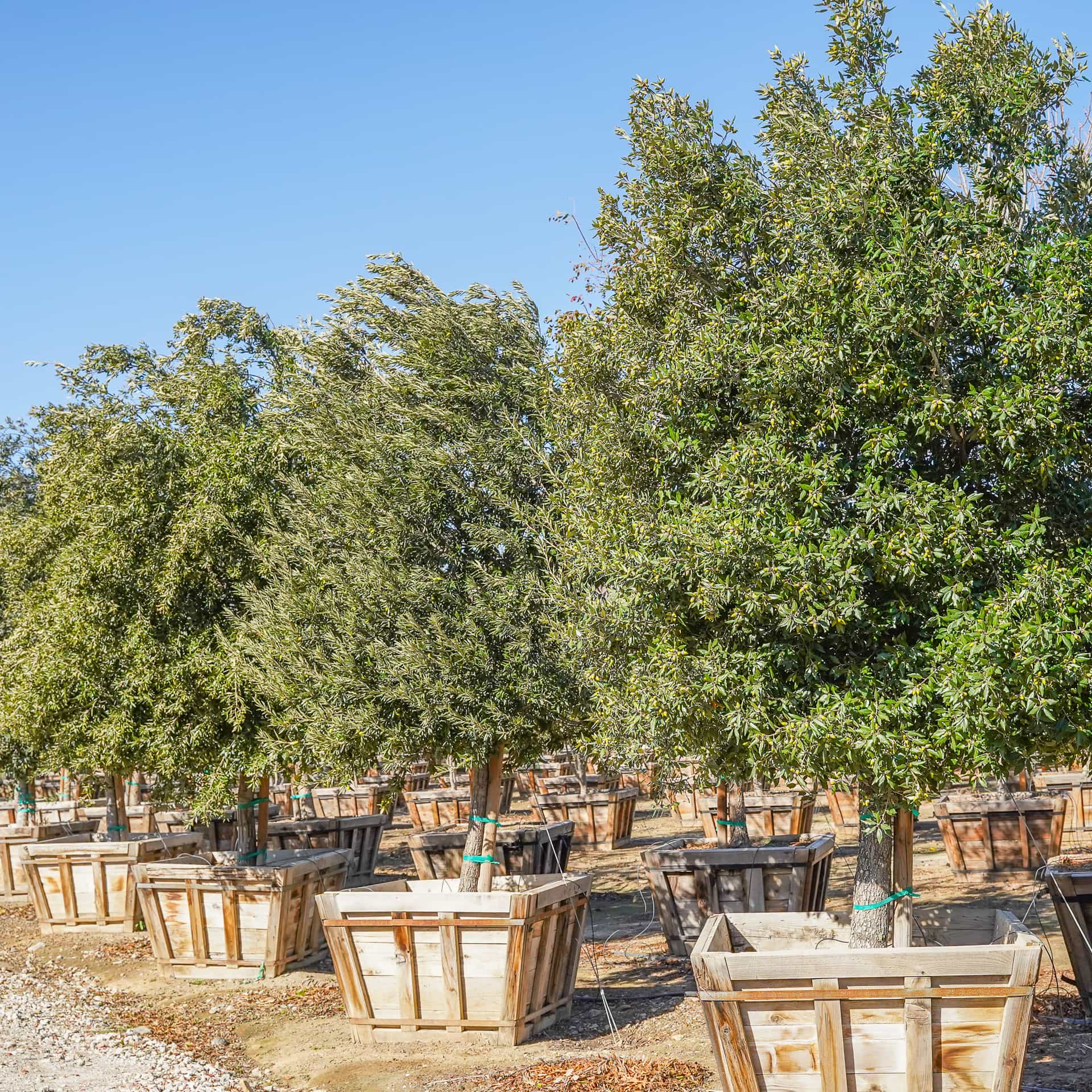 Shop Huge Southern Live Oak Trees At Moon Valley Nurseries
