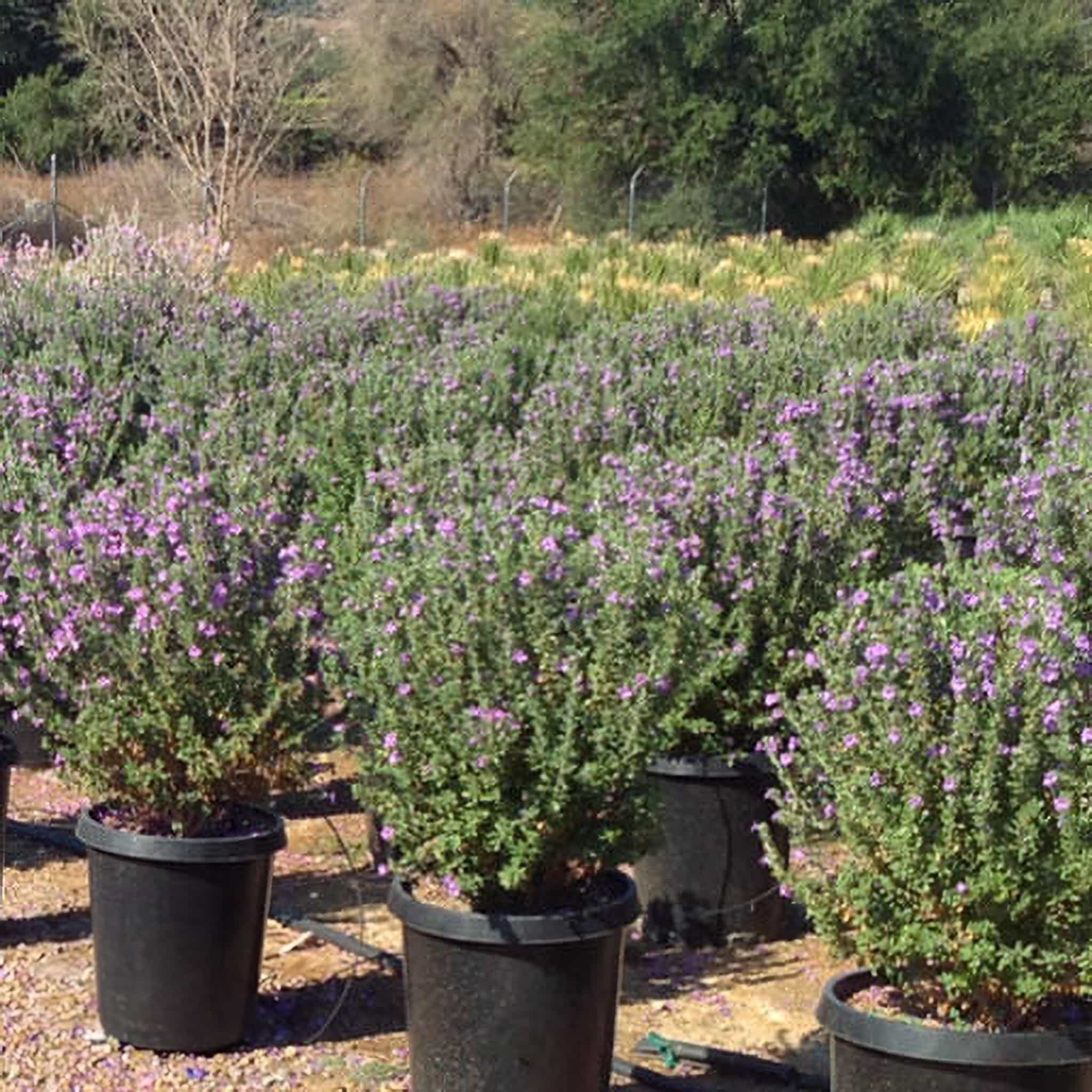 Green Cloud Sage | Shrubs | Moon Valley Nurseries