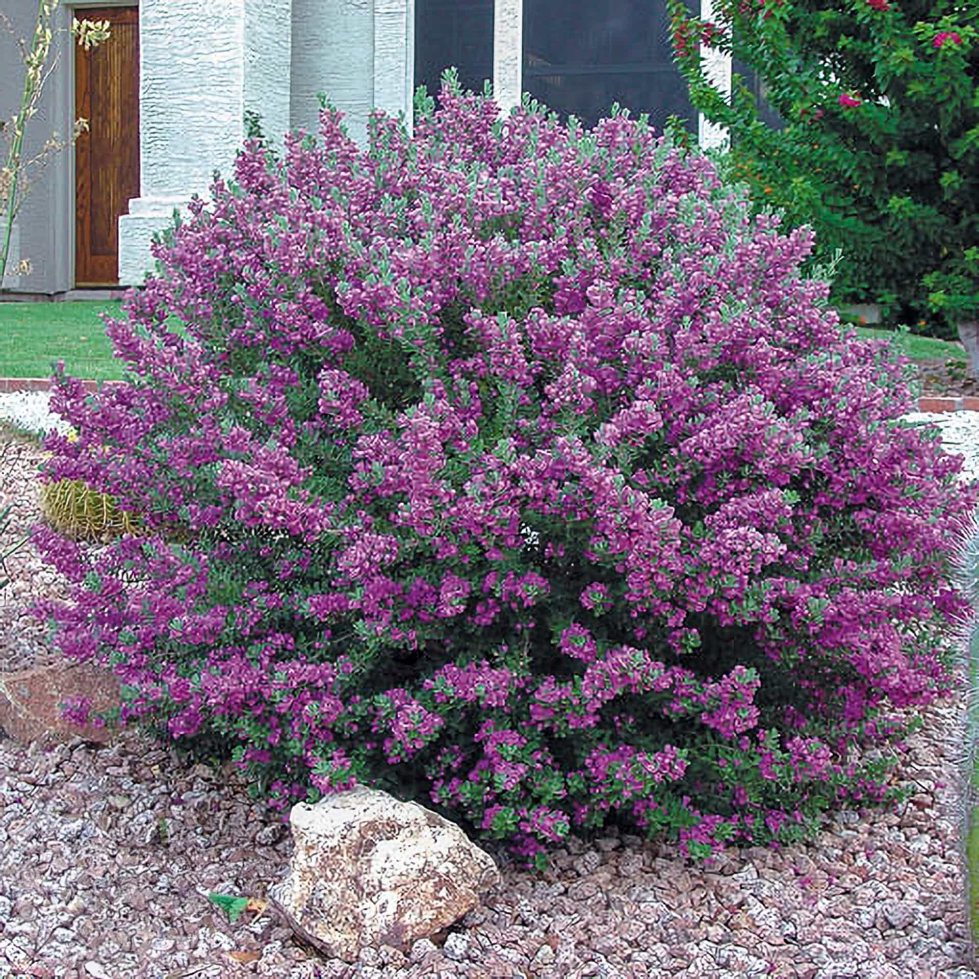 Green Cloud Sage | Shrubs | Moon Valley Nurseries