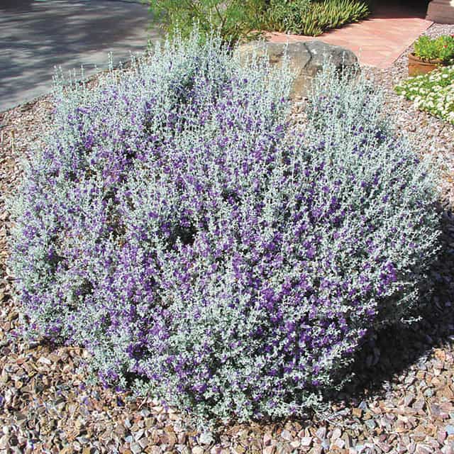 Silver Cloud Sage | Shrubs | Moon Valley Nurseries