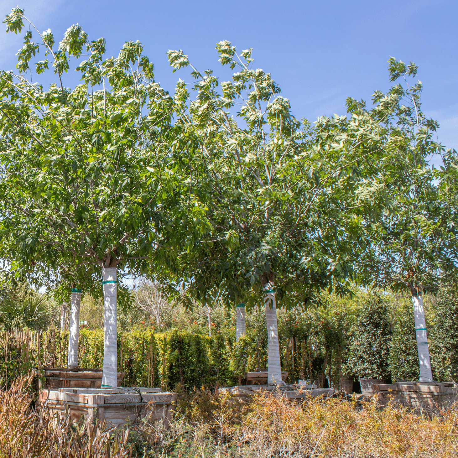 Shamel Ash | Fast Growers | Moon Valley Nurseries