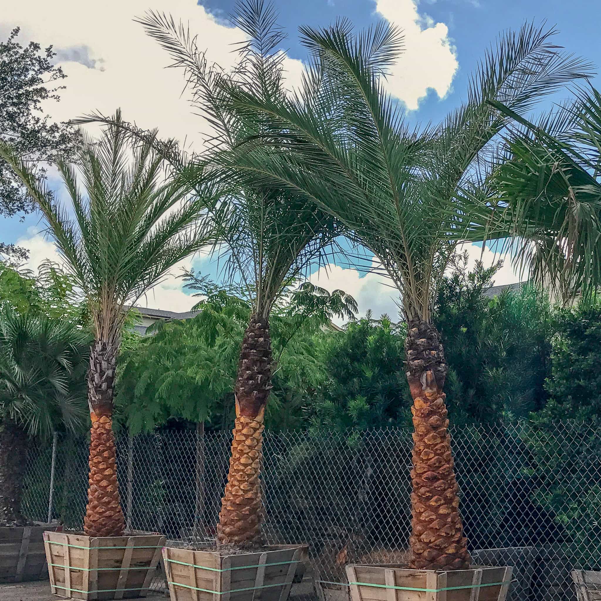 Palm Trees for Sale | Moon Valley Nurseries