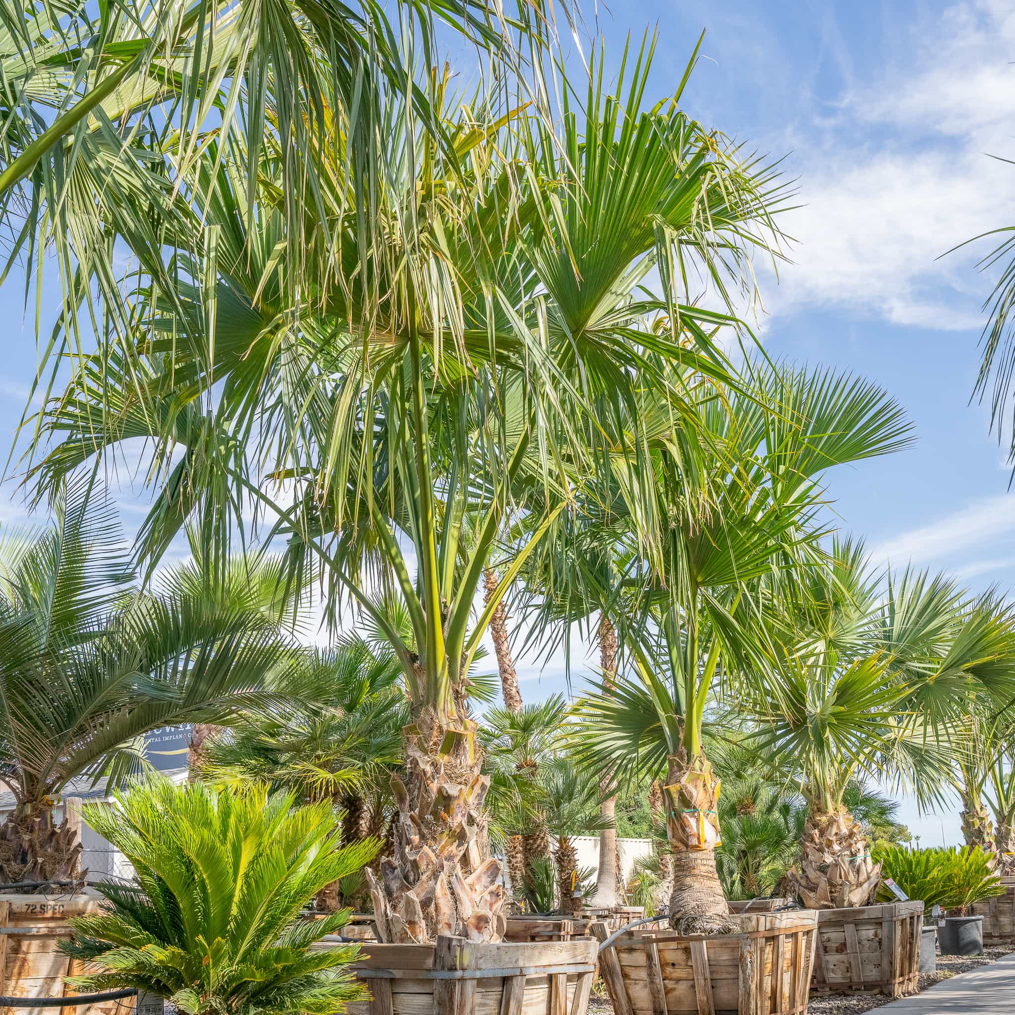 Sabal Palm | Palm Tree | Moon Valley Nurseries