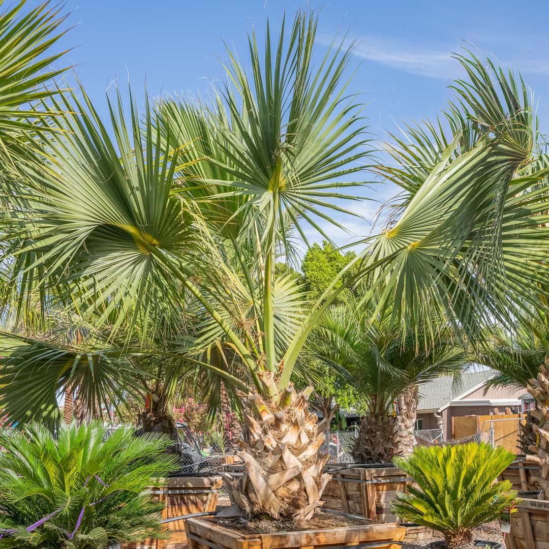 Sabal Palm | Palm Tree | Moon Valley Nurseries