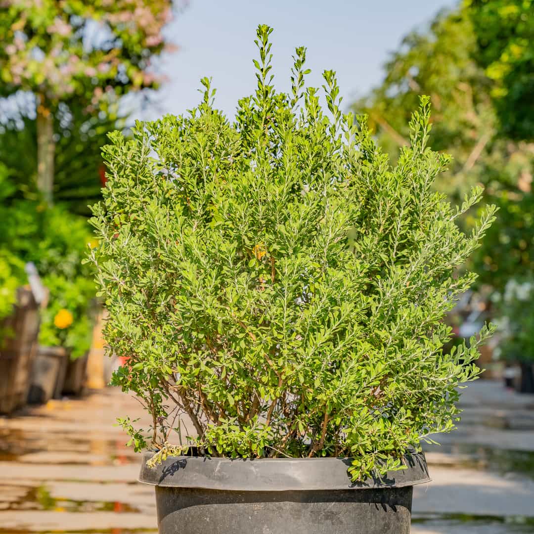 Heavenly Cloud Sage | Shrubs | Moon Valley Nurseries