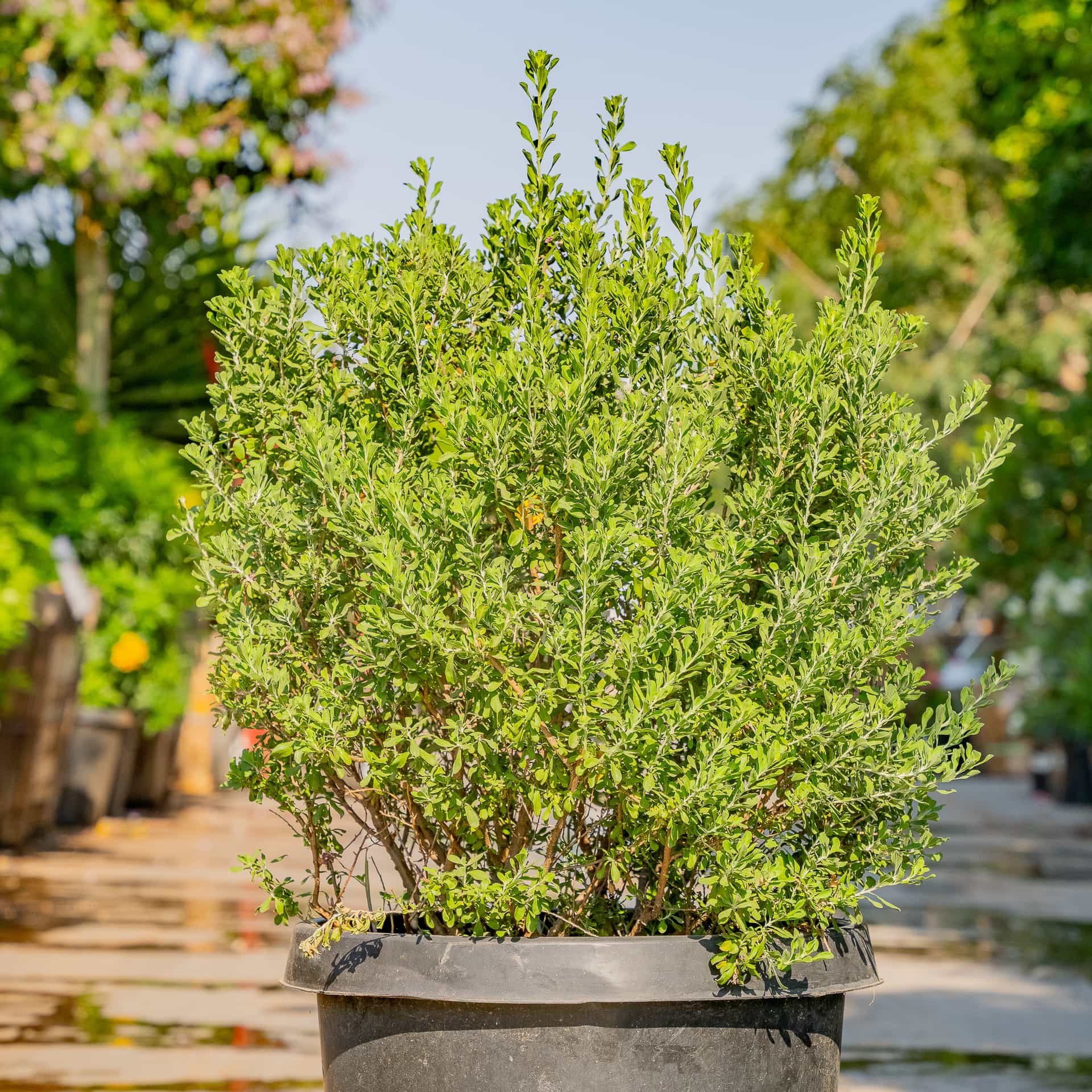 Blue Texas Ranger | Shrubs | Moon Valley Nurseries