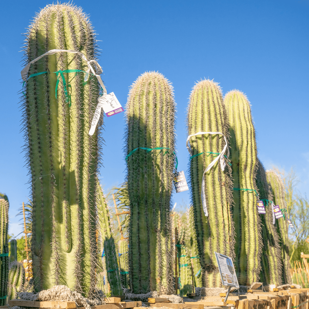 Saguaro | Cacti Agave and More | Moon Valley Nurseries