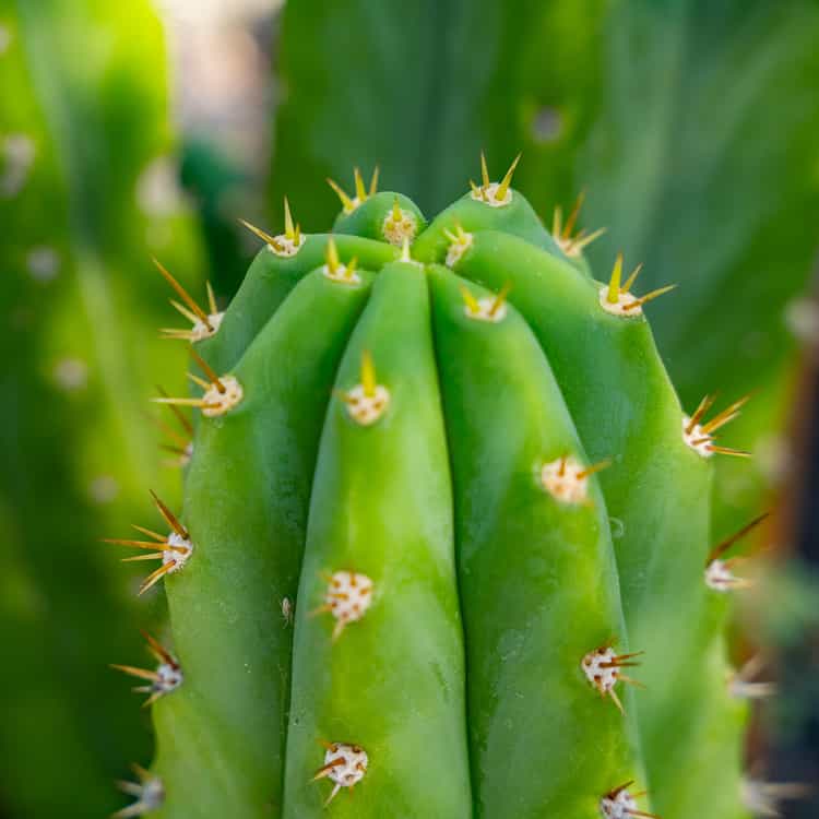 San Pedro Cactus | Cacti, Agave & More | Moon Valley Nurseries
