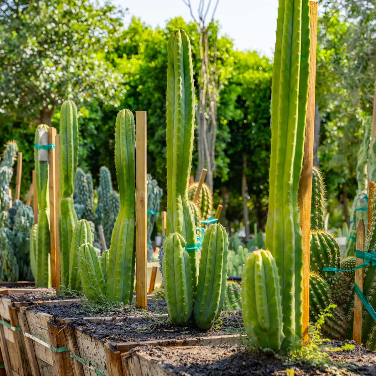 Mexican Fence Post | Cacti Agave and More | Moon Valley Nurseries