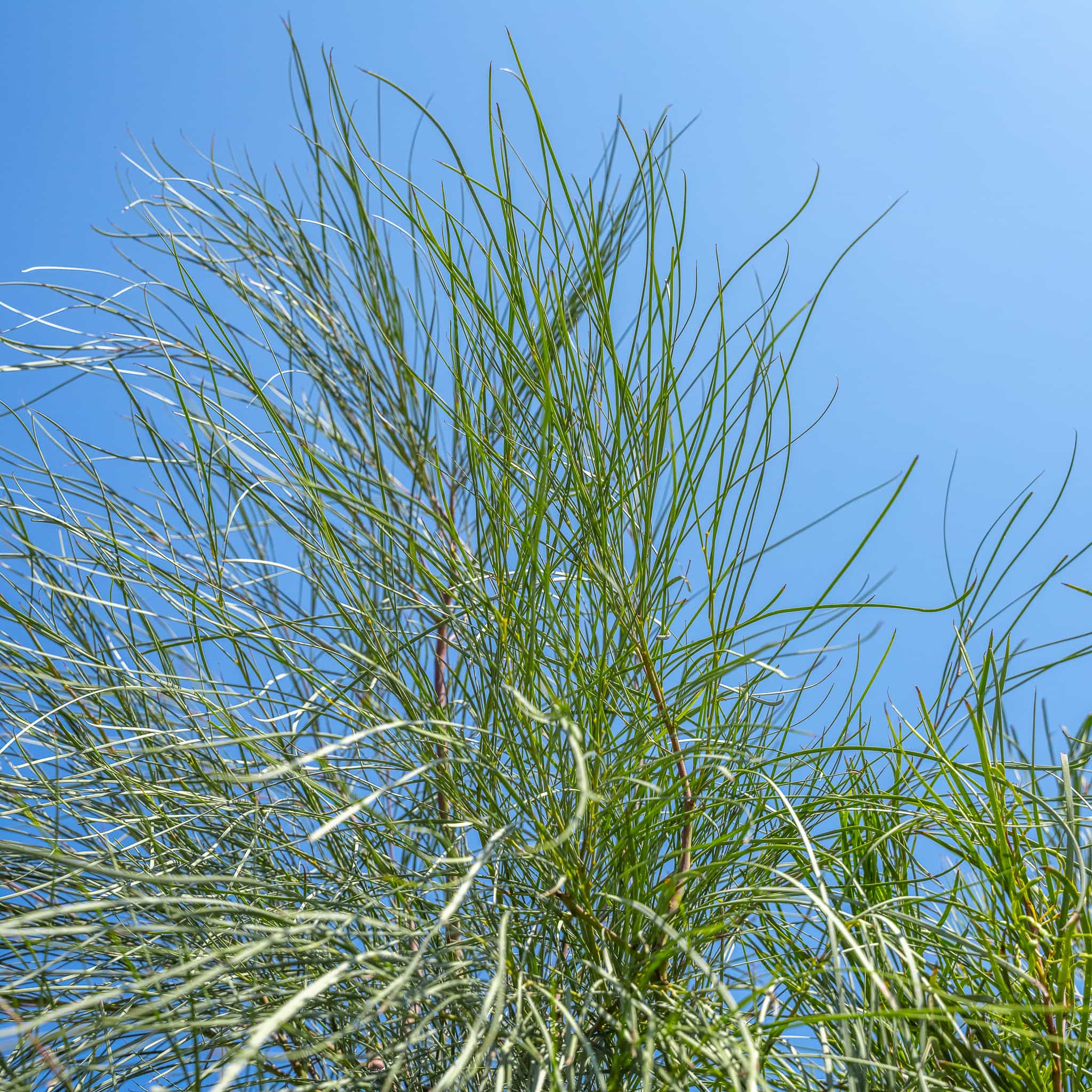Shoestring Acacia | Desert Trees | Moon Valley Nurseries