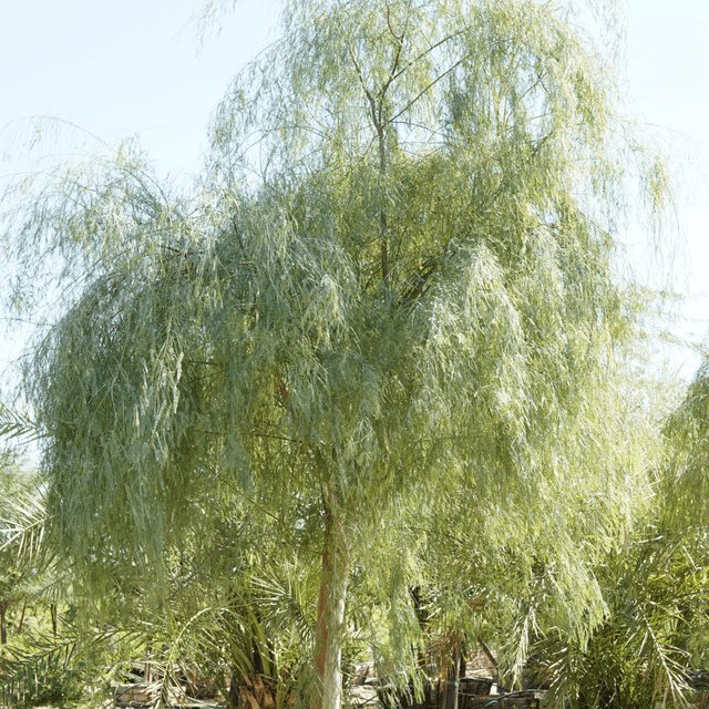 Moon Valley Nurseries