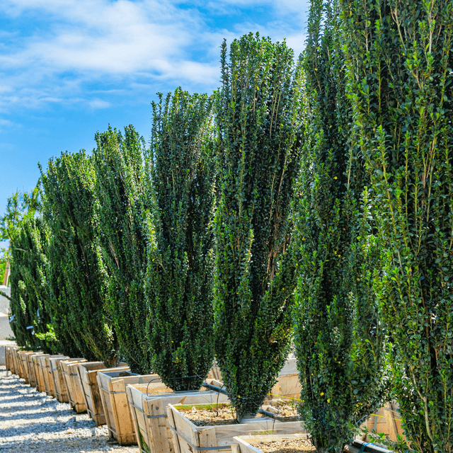 Sky Pencil Holly | Hedge Material | Moon Valley Nurseries