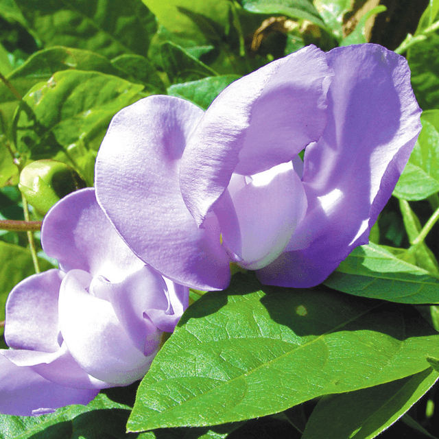 Snail Vine | Fast-Growing Fragrant Flowering Vine | Moon Valley Nurseries