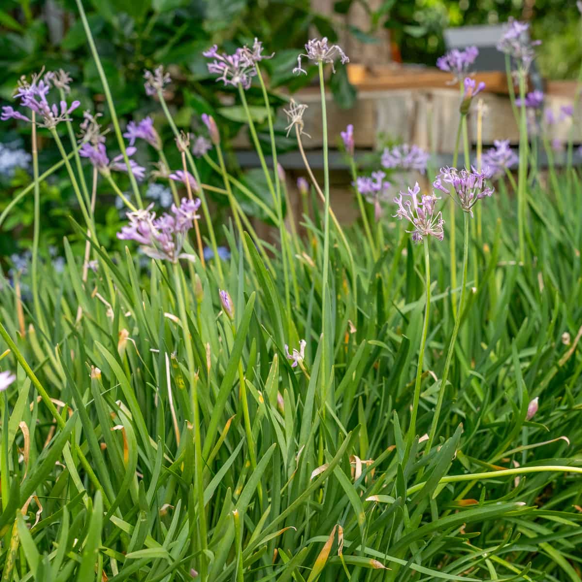 Society Garlic | Shrubs | Moon Valley Nurseries