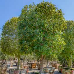 Live Oak | Moon Valley Nurseries