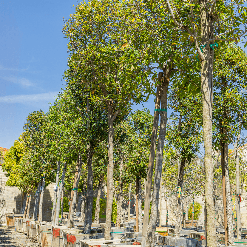 Southern Red Oak | Oak Trees Magnolia Trees | Moon Valley Nurseries