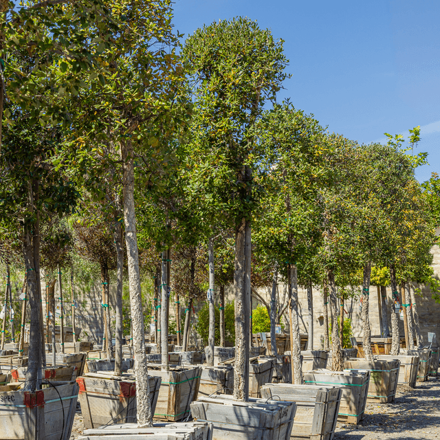 Moon Valley Nurseries