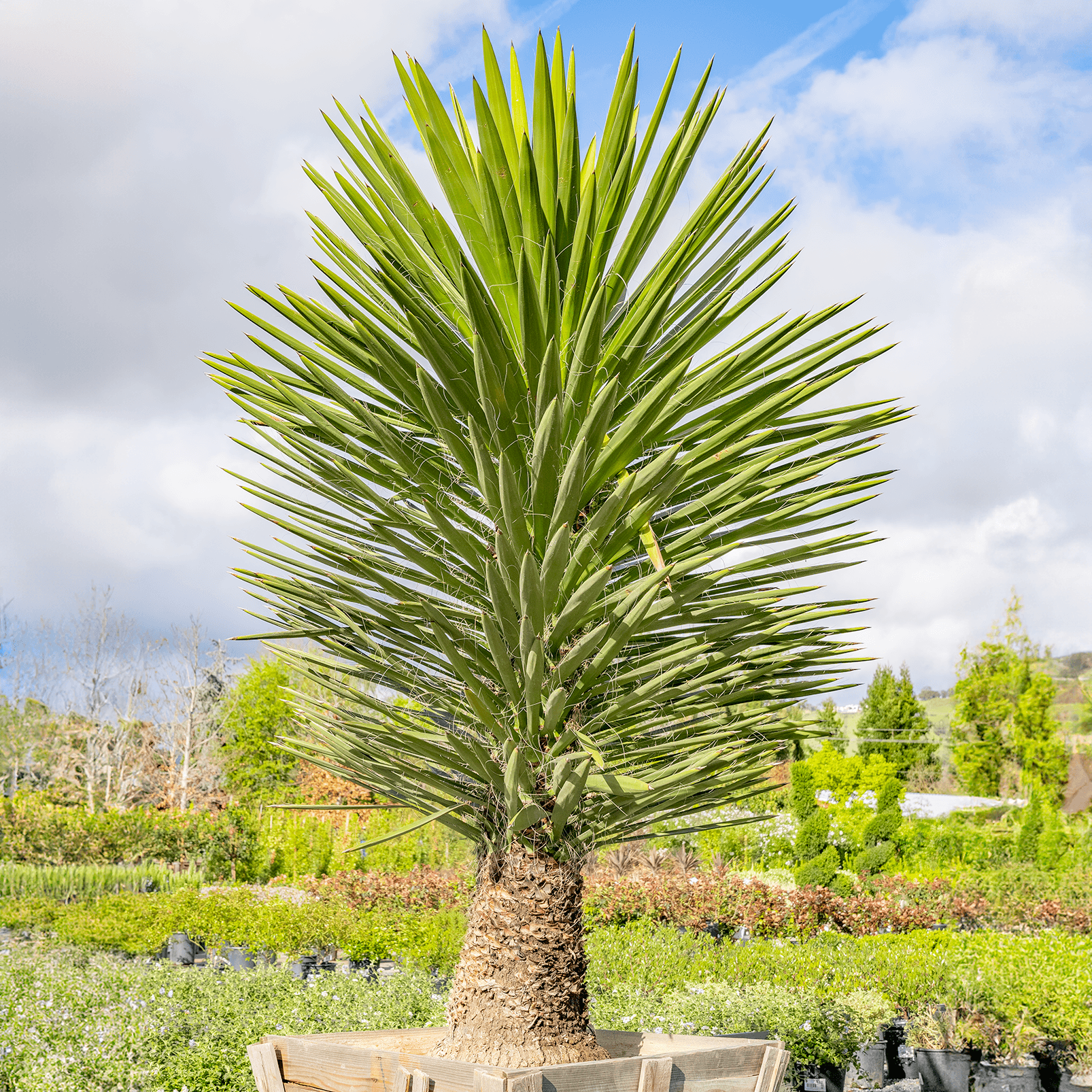 Spanish Dagger | Cacti Agave and More | Moon Valley Nurseries