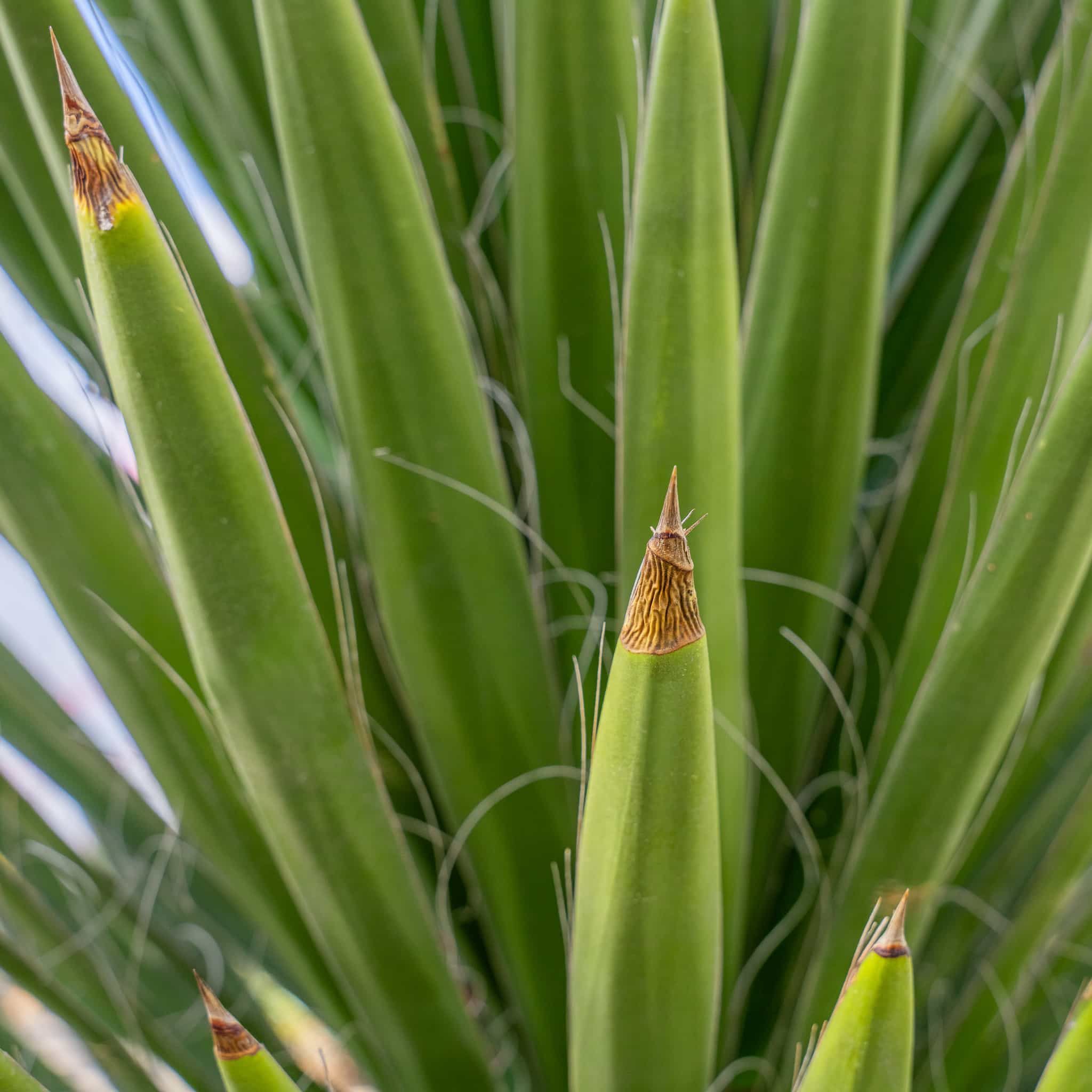 Spanish Dagger | Cacti Agave and More | Moon Valley Nurseries