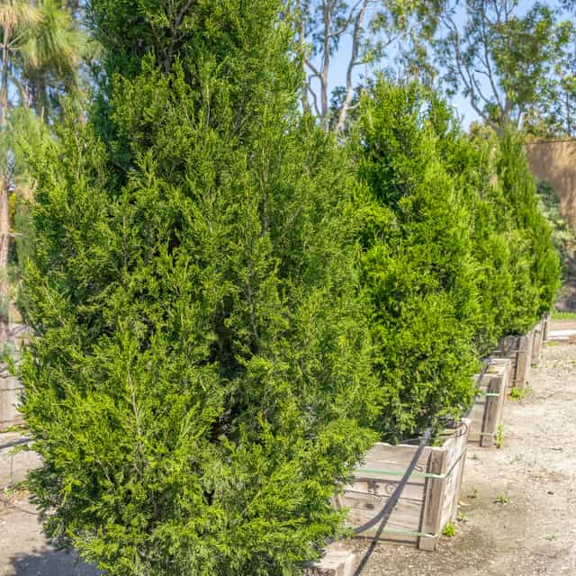 Spartan Juniper | Evergreen Trees | Moon Valley Nurseries