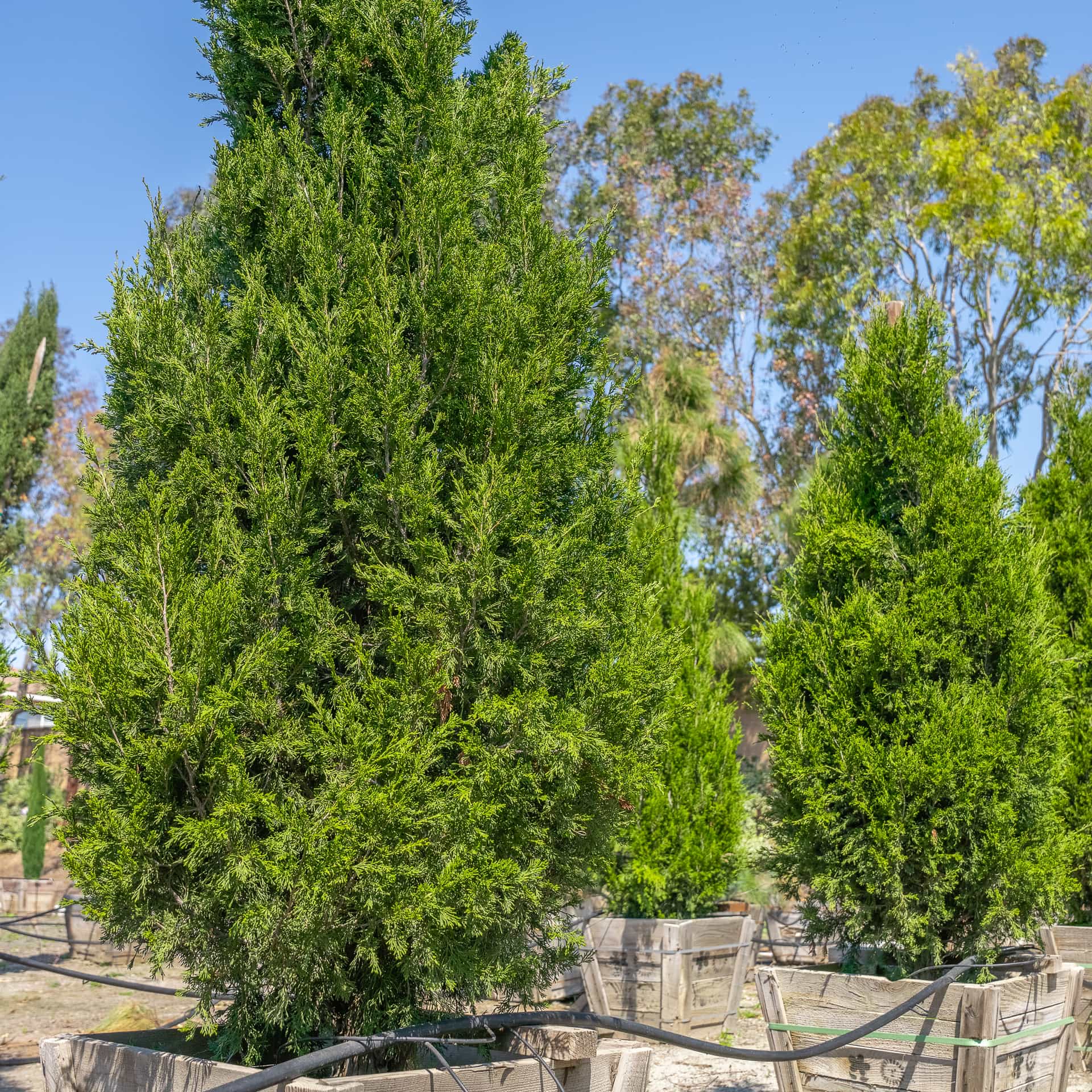 Spartan Juniper | Evergreen Trees | Moon Valley Nurseries