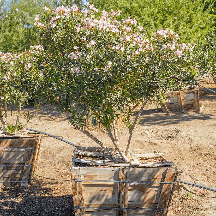 Dwarf Oleander Salmon | Shrubs | Moon Valley Nurseries