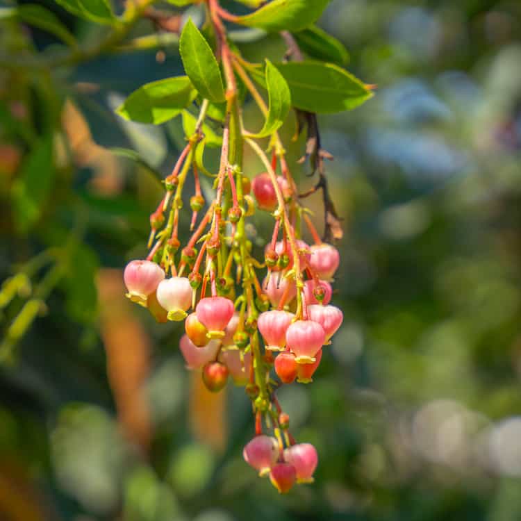Strawberry Tree | Fast Growers | Moon Valley Nurseries