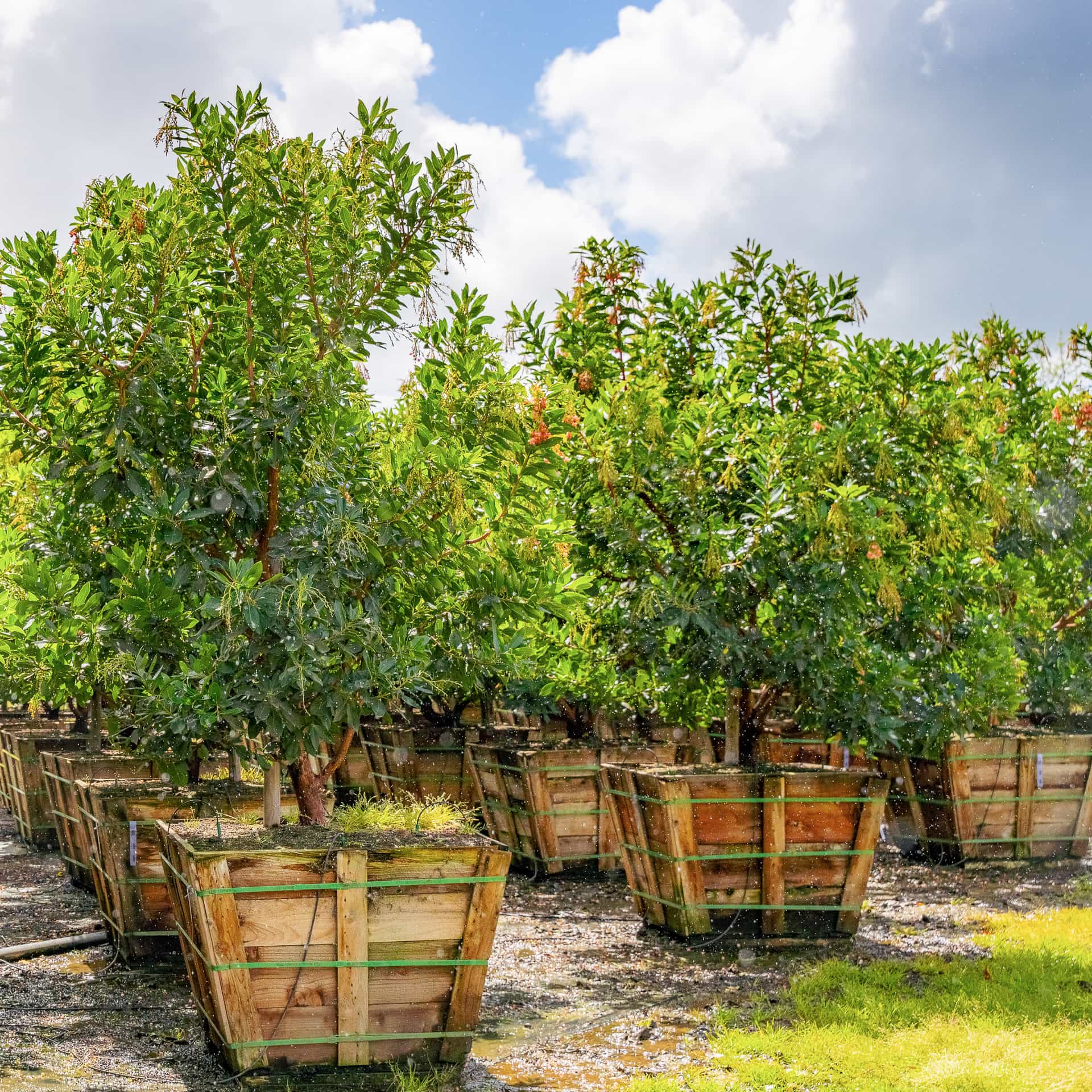 Strawberry Tree | Fast Growers | Moon Valley Nurseries