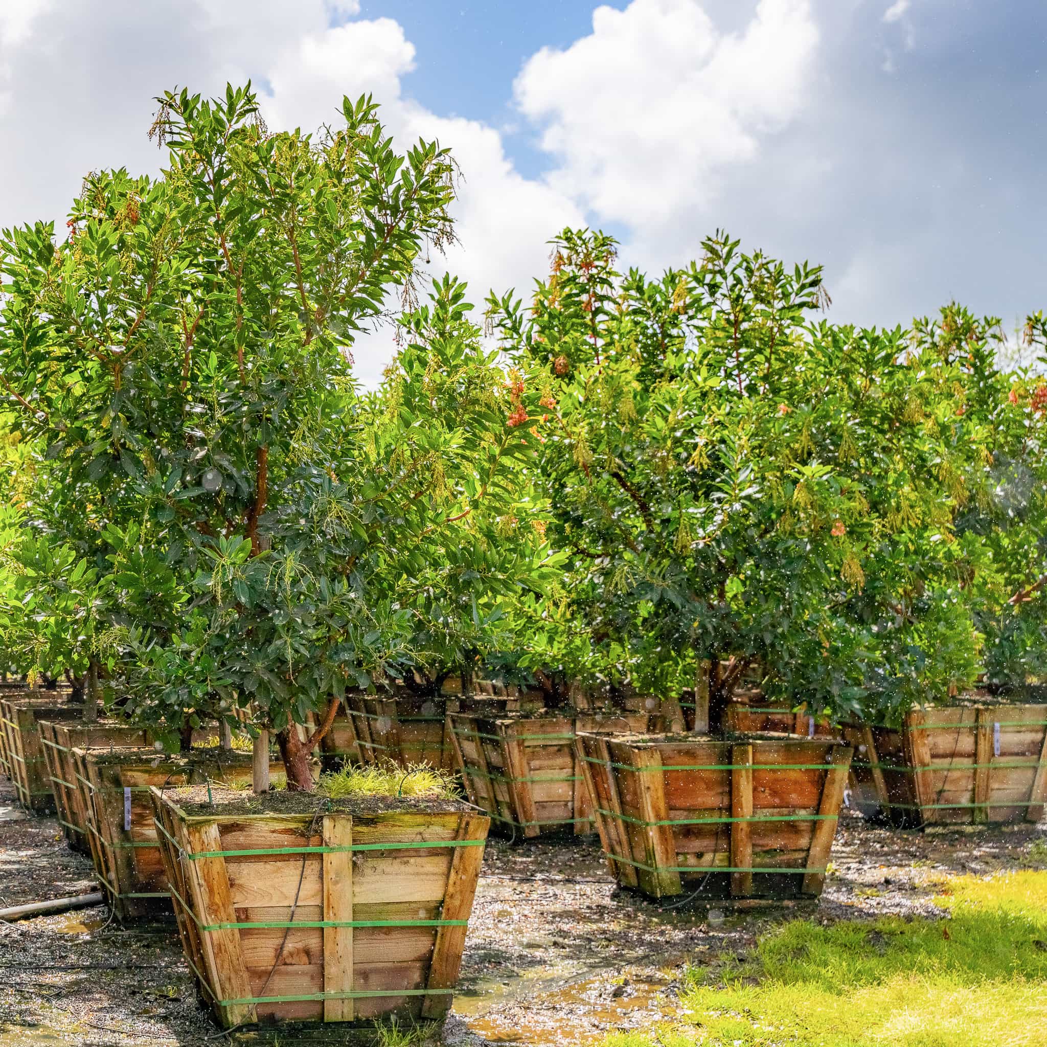 Strawberry Tree | Fast Growers | Moon Valley Nurseries