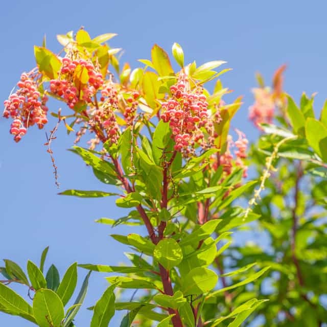 Strawberry Tree | Fast Growers | Moon Valley Nurseries