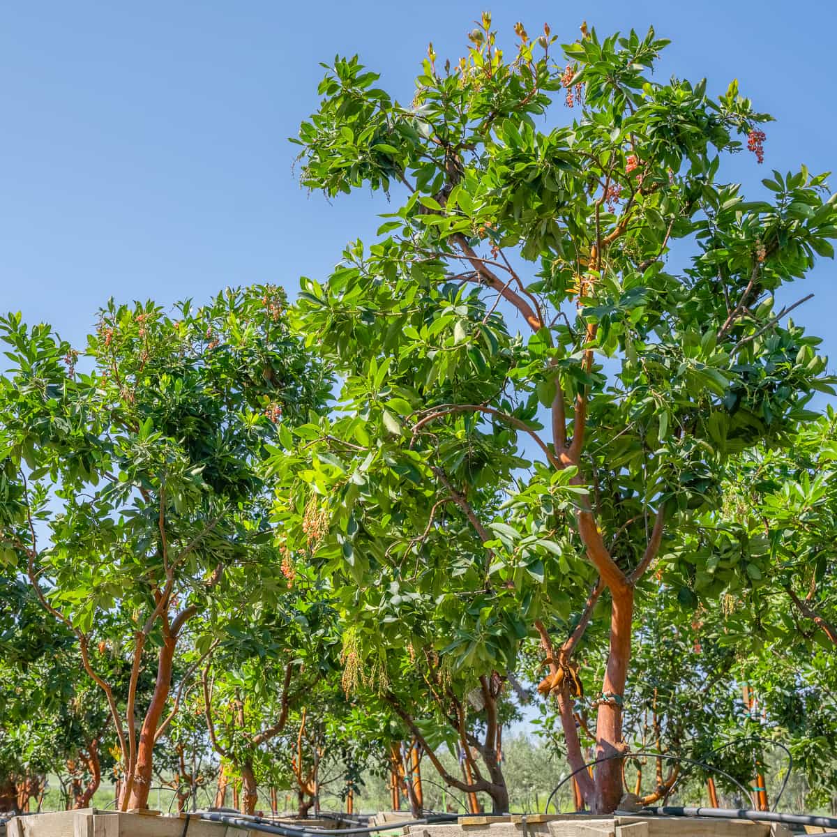 Strawberry Tree | Fast Growers | Moon Valley Nurseries