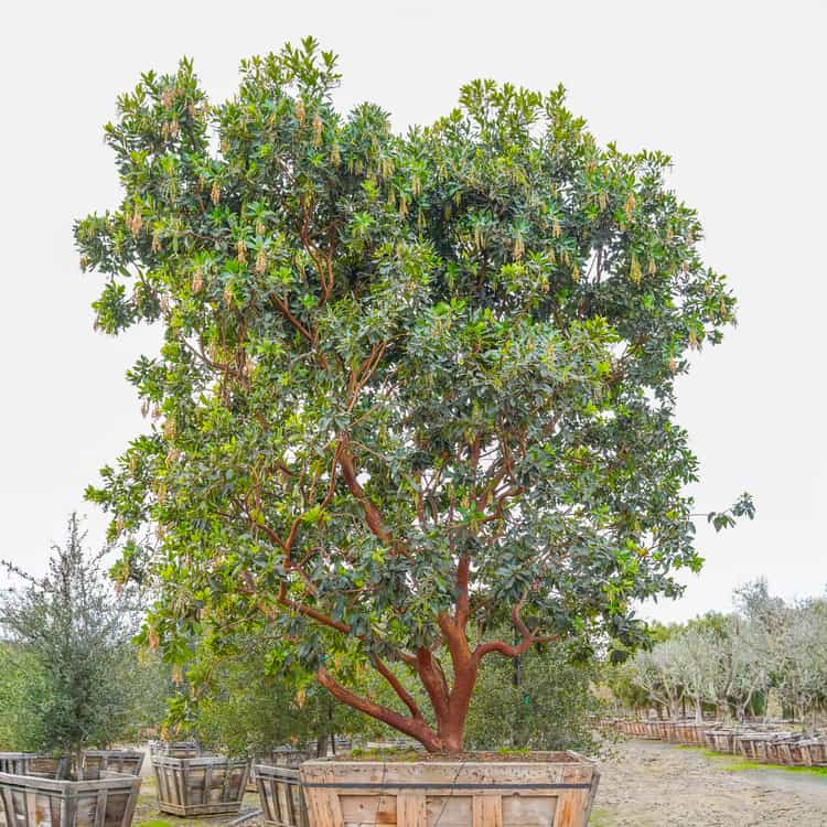 Strawberry Tree | Fast Growers | Moon Valley Nurseries