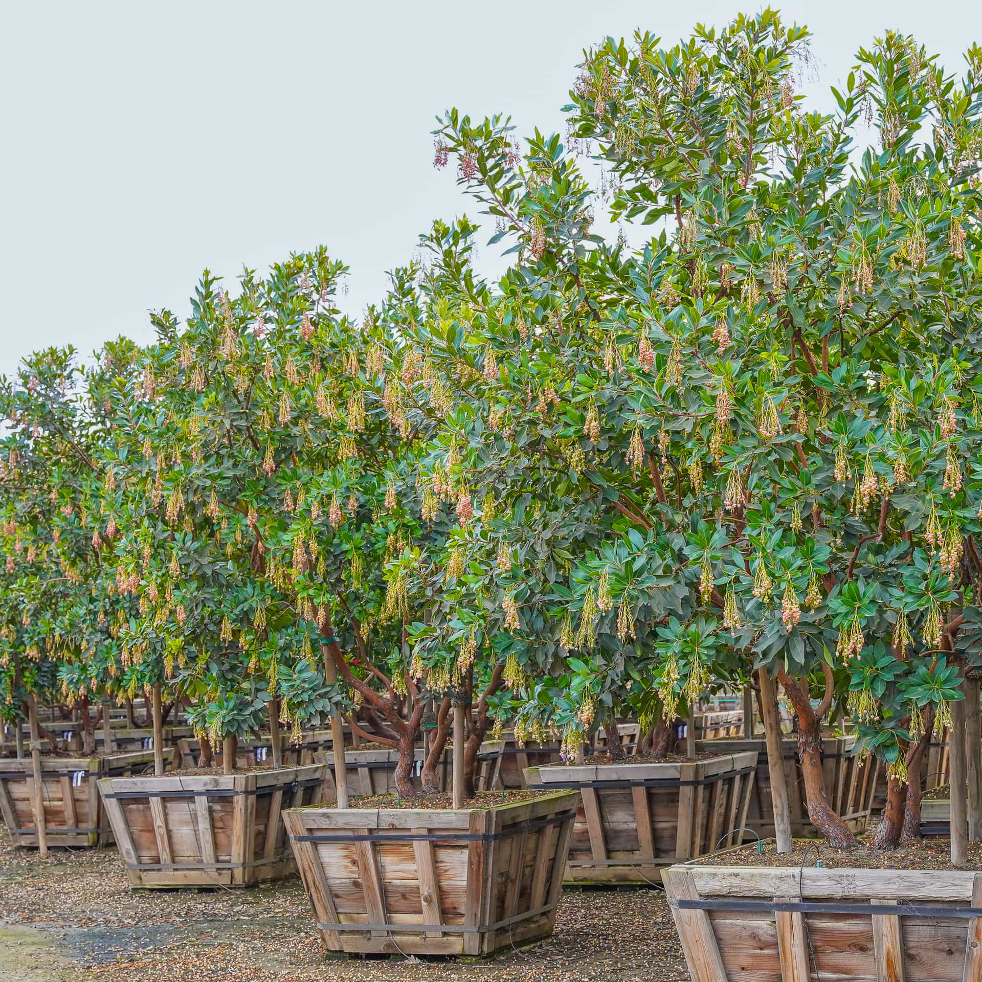 Strawberry Tree | Fast Growers | Moon Valley Nurseries