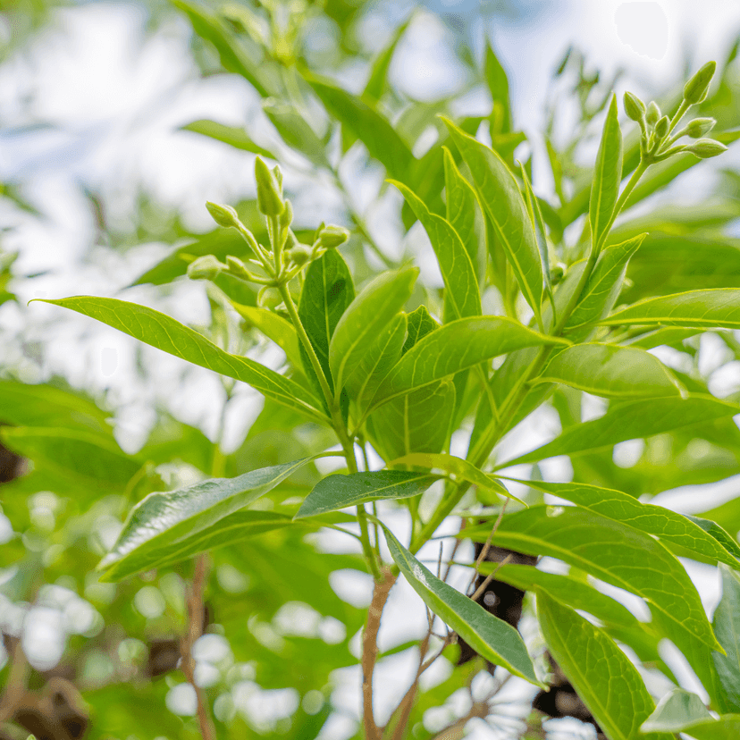 Moon Valley Nurseries