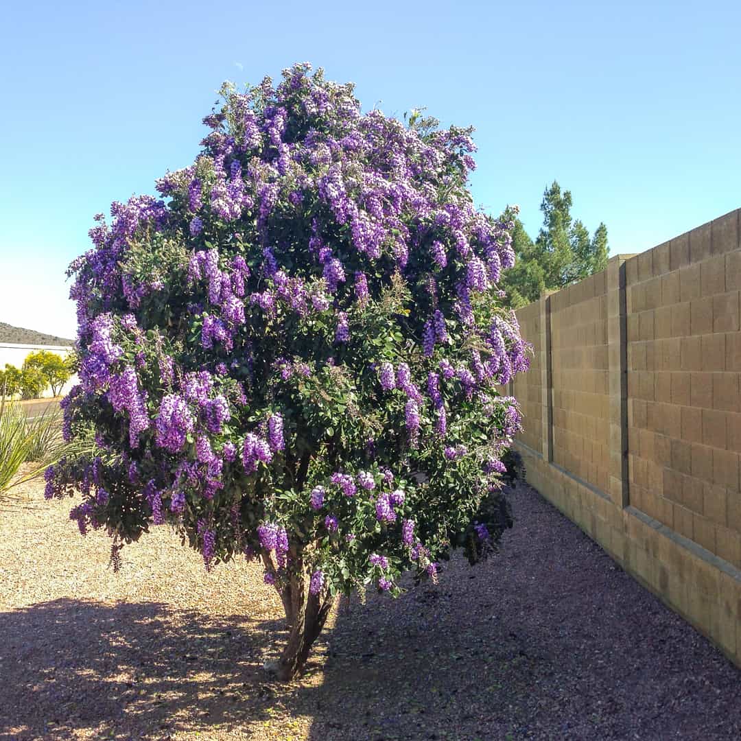 Shop Texas Mountain Laurel Trees at Moon Valley Nurseries